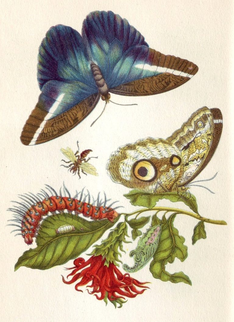 5 opere famose con farfalle: da Maria Sibylla Merian a Damien Hirst